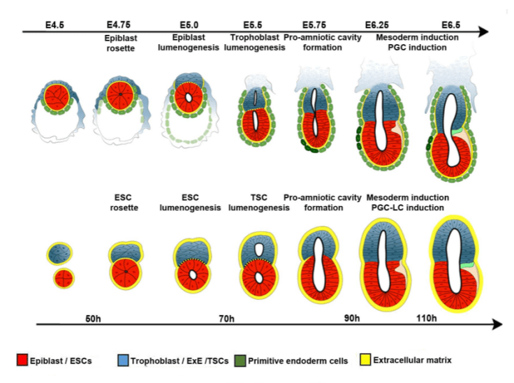ES+TS+ECM = Mouse embryo! – Biology Park